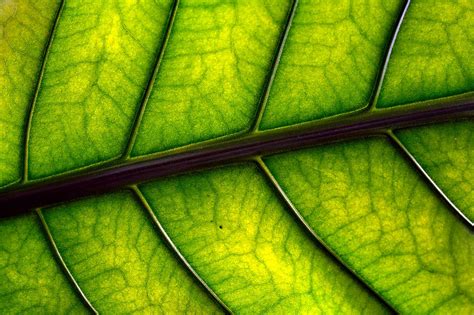 Daun Vena Tanaman Foto Gratis Di Pixabay Pixabay