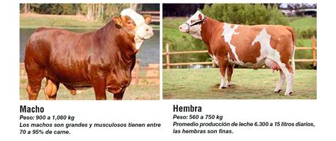 Principales razas bovinas para carne y doble propósito en México BM