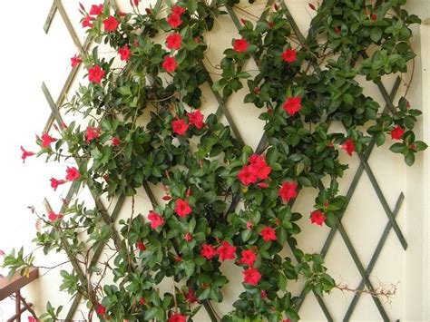 5 enredaderas con una floración espectacular Plantas