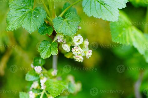 Grosella Negra Ribes Nigrum Hojas Y Bayas 14005608 Foto De Stock En