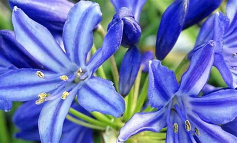 Semer Des Agapanthes Promesse De Fleurs