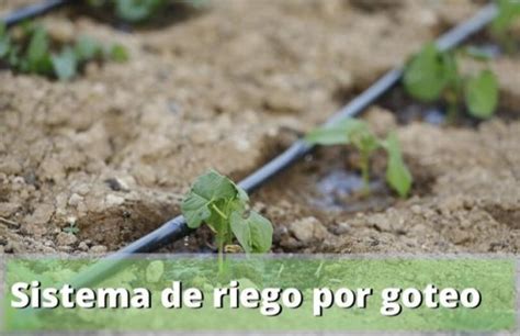Sistema De Riego Por Goteo Como Funciona Ventajas Y Desventajas
