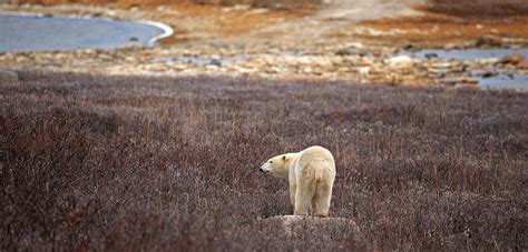 Biodiversity Loss And Climate Change Must Be Addressed Together CNRS News