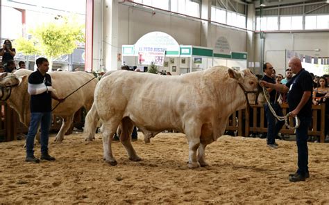 RESULTADOS DEL XXXIV CONCURSO NACIONAL DE LA RAZA CHAROLESA SALAMANCA