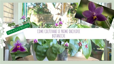 Come Curare E Far Rifiorire Le Orchidee Botaniche Phalaenopsis