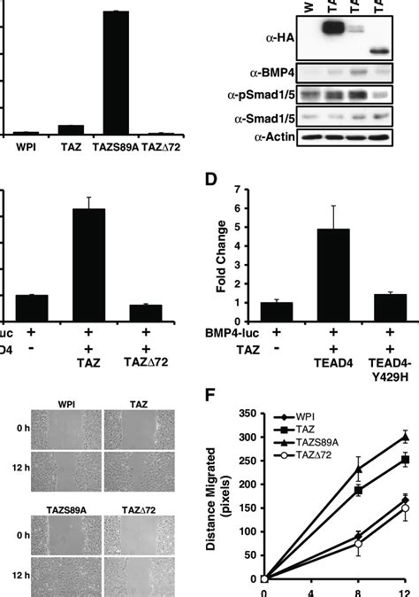 Taz Tead Interaction Is Essential For Bmp Transcriptional Activation