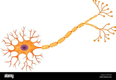 Illustration Of Human Neuron Anatomy Stock Vector Image Art Alamy