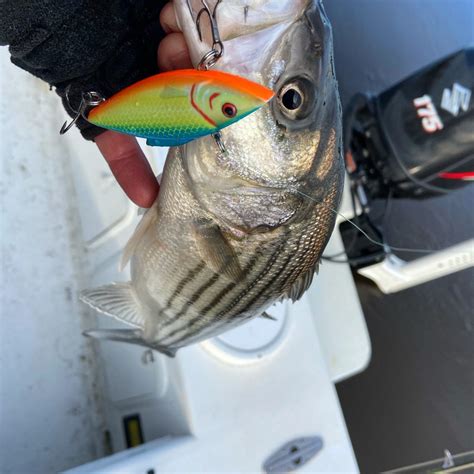 Trophy Freshwater Drum Mud River Grossscripts