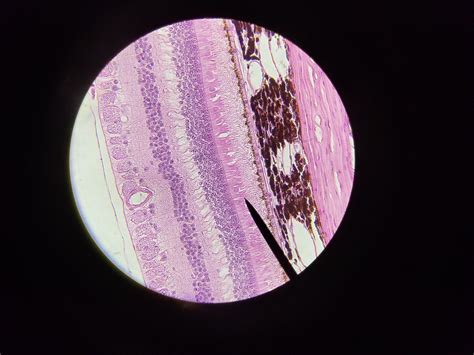 Histology Of The Retina Diagram Quizlet