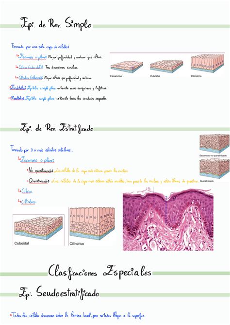 Solution Tejido Epitelial Studypool