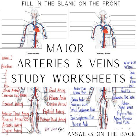 Arteries And Veins Diagram To Label