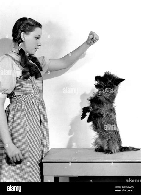 THE WIZARD OF OZ Judy Garland Toto 1939 Stock Photo Alamy