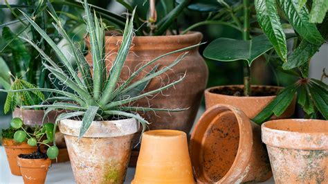 5 Ideas For Gardening With Terracotta Pots