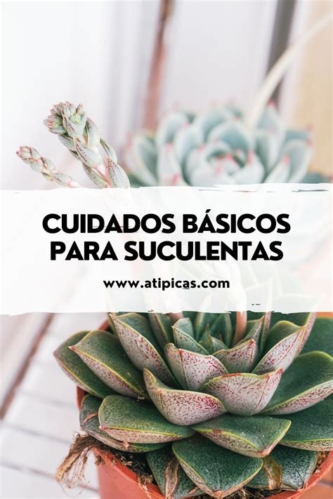 Guía online de cuidados para suculentas en 2021 Cuidado de suculentas