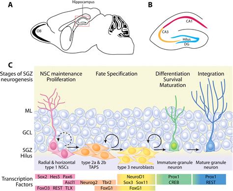 orchestrating transcriptional control of adult neurogenesis