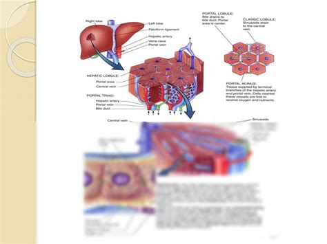 SOLUTION Diseases Of The Liver Gall Bladder And Pancreas Peritonitis