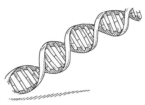 Dibujo vectorial dibujado a mano de un símbolo de doble hélice de adn