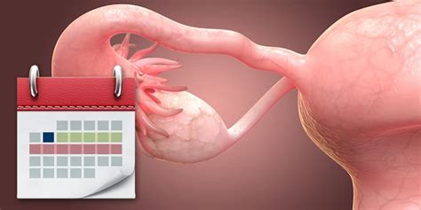 Cuerpo lúteo y defectos en la fase lútea infertilidad Test embarazo