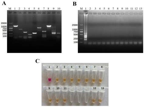 Viruses Free Full Text A Naked Eye Visual Reverse Transcription