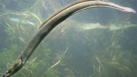 Anguila características propiedades y beneficios de este alimento