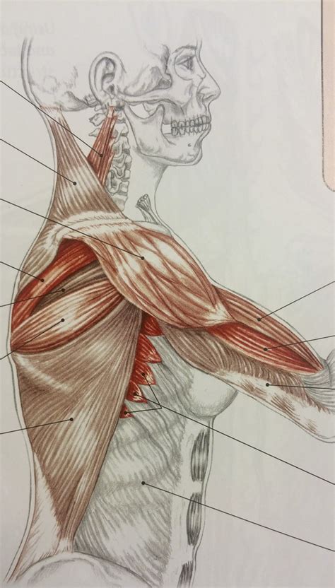 Muscle Of Shoulder And Arm Lateral View Diagram Quizlet