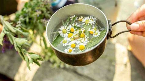 Plantas Medicinales Que Puedes Tener En Casa UnoTV