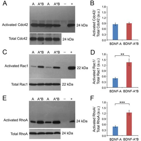 Bdnf Mediated Activation Of Cdc Rhoa And Rac A And B Western