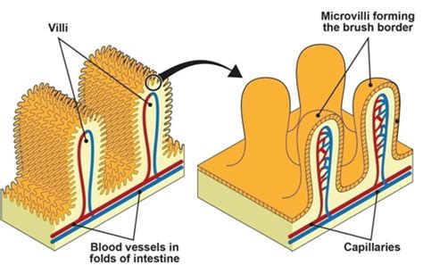 Small Intestine Diagram Villi
