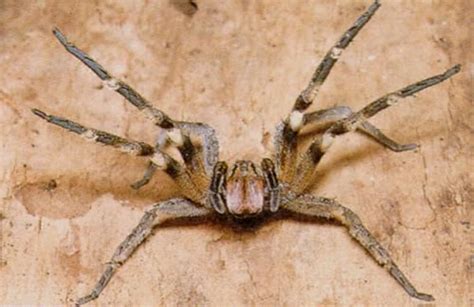As 6 Aranhas Mais Venenosas E Perigosas Do Mundo