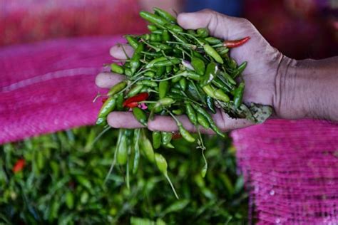 Selain Pedas Dan Bikin Nagih Ini Sederet Manfaat Cabai Rawit Untuk