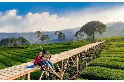 Taman Langit Pangalengan Bandung Mulai Harga Tiket Camping Hingga