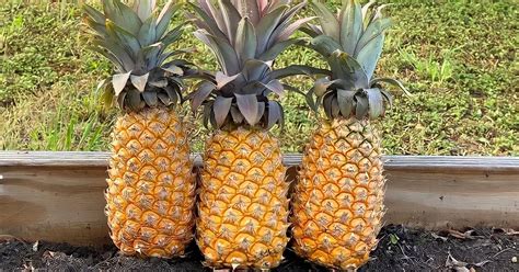 The Antigua Black Pineapple Is Stated To Be The Sweetest In The World