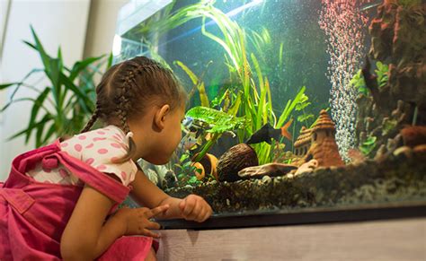 Que Mettre Au Sol D Un Aquarium D Eau Douce