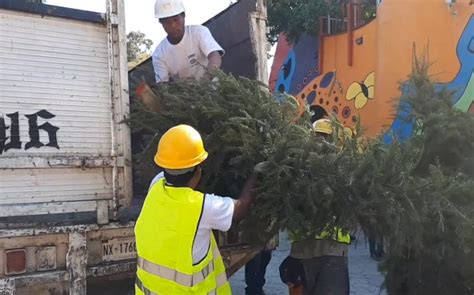 Inicia reciclaje de árboles de navidad 2020 El Regional del Sur