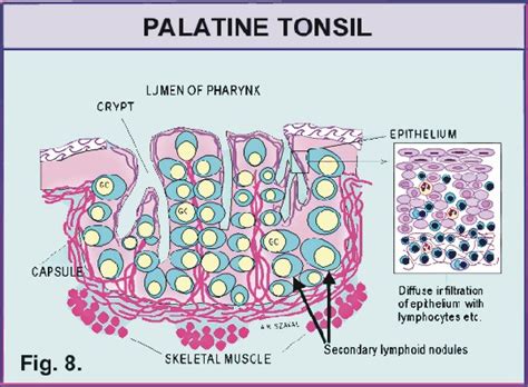 Palatine Tonsil Histology Labeled