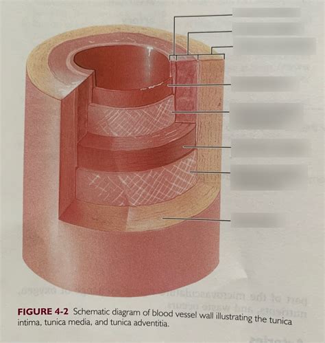 Blood Vessel Wall Diagram Diagram Quizlet