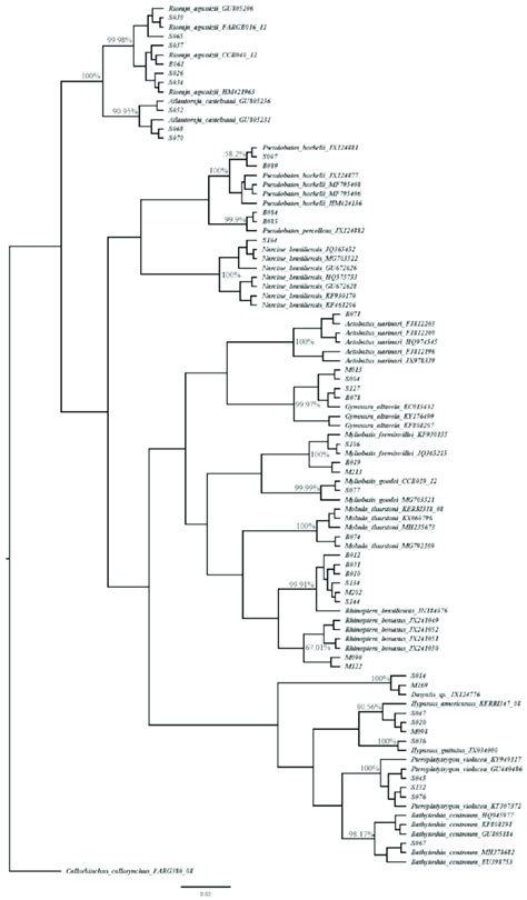 bayesian phylogenetic inference tree of cytochrome c oxidase subunit i download scientific