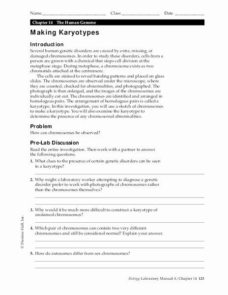 Biology Karyotype Worksheet Pdf Answers