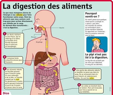 Épinglé par reyane sur Sciences Anatomie du corps humain Éducation à