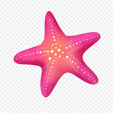 Estrella De Mar PNG Vectores PSD E Clipart Para Descarga Gratuita