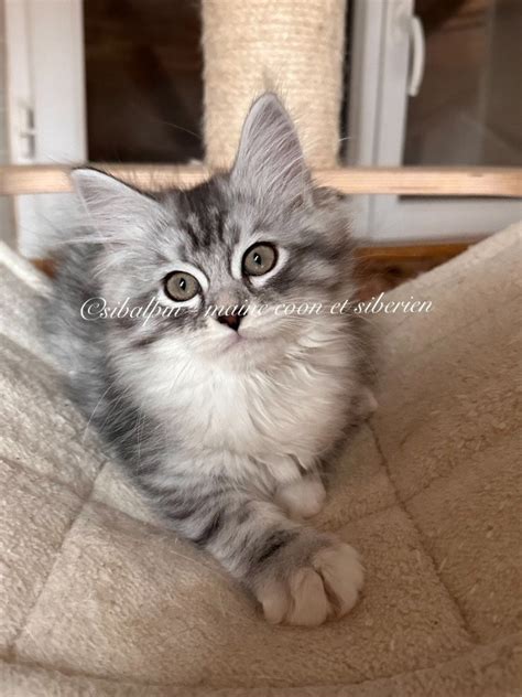 Sibalpin Waconia Chaton Sibérien Savoie Elevage Sibalpin