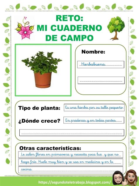 Ejercicio De Cuaderno De Campo Planta Cuaderno De Campo Ciencias De