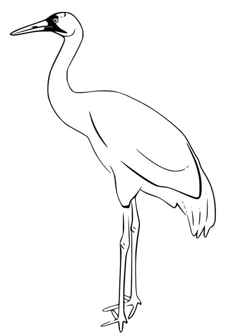 Crane Coloring Whooping Pages Fly Drawing Printable Cranes Ichabod