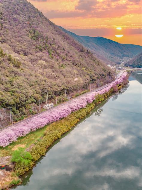 わしけん on Twitter RT aybena 桜連なる夕暮れの道