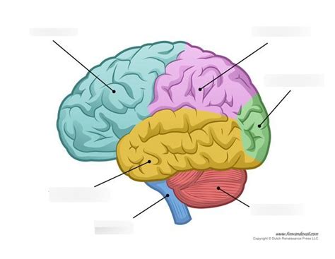 Advanced BORT Neuro Label The Lobes Diagram Quizlet