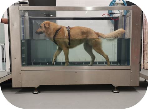 Centre de bien être et de remise en forme canin O Caneo Valence