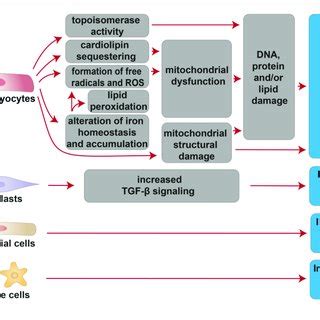 PDF Cardiotoxicity Of Anticancer Drugs Molecular Mechanisms And