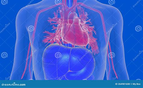 Anatomia Del Sistema Circolatorio Del Cuore Umano Per Il Concetto