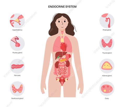 Human Endocrine System Illustration Stock Image F