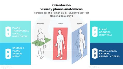 Infografía de Planos anatómicos Ejes y planimetría Anatomía Humana